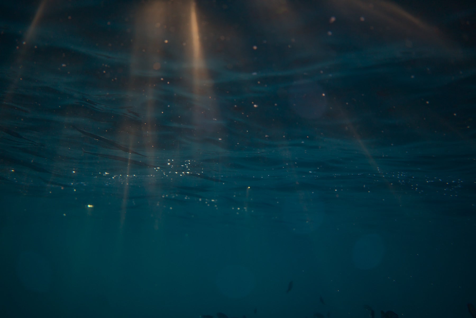 Mercury Safe Seafood – SEATOPIA