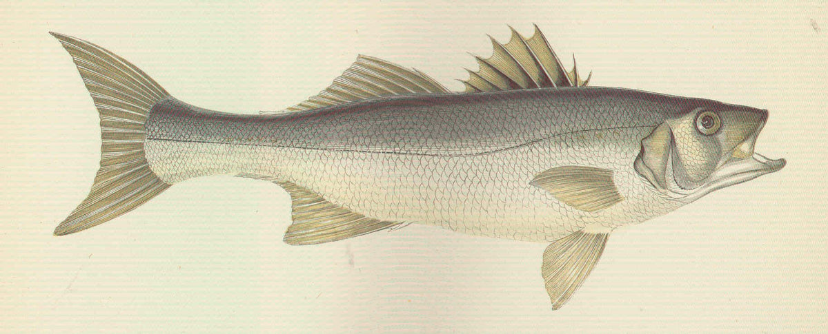 The Impact of Overfishing on Branzino aka Mediterranean Sea Bass and t ...