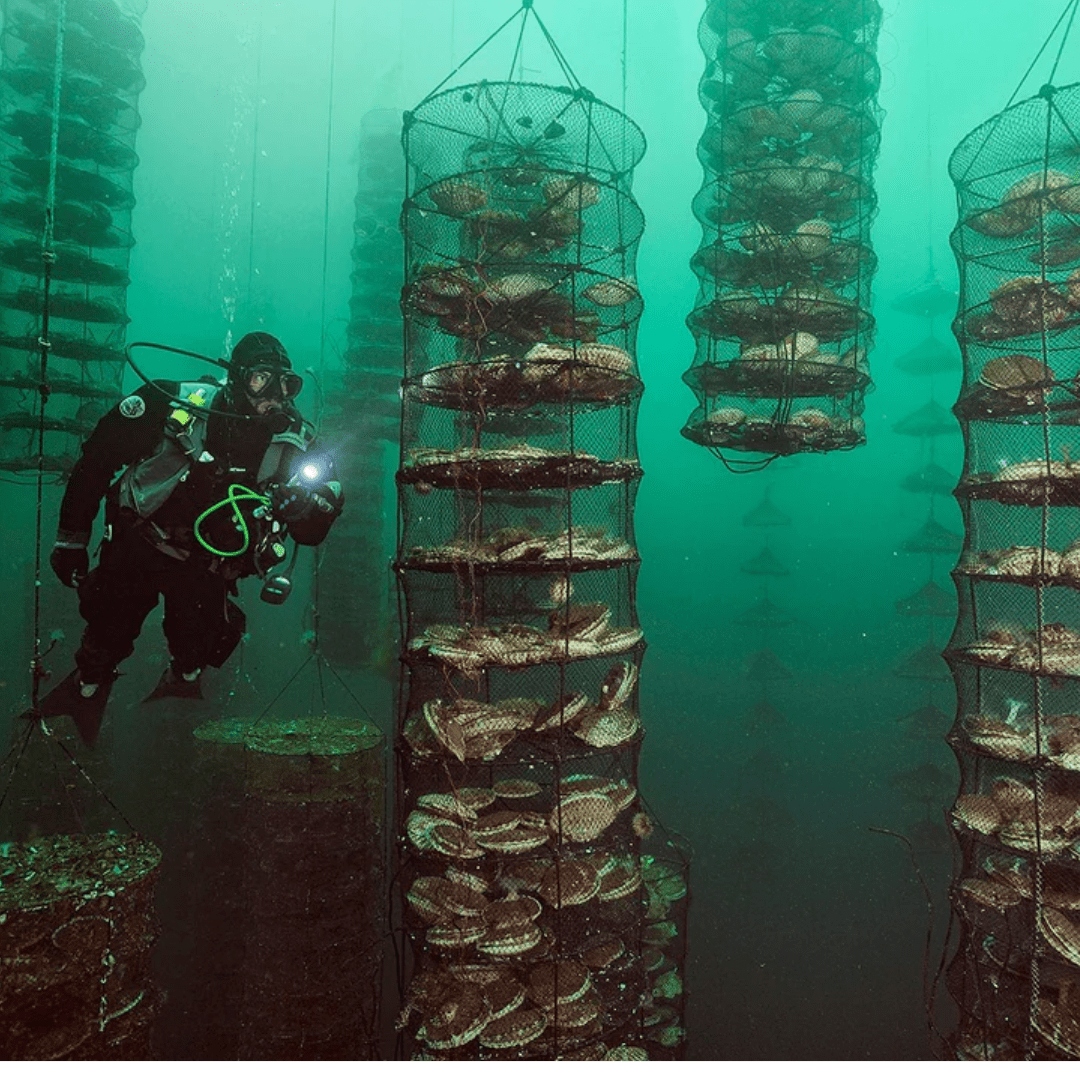 Regenerative Farmed Scallops vs Bottom Trawling: What You Need to Know ...