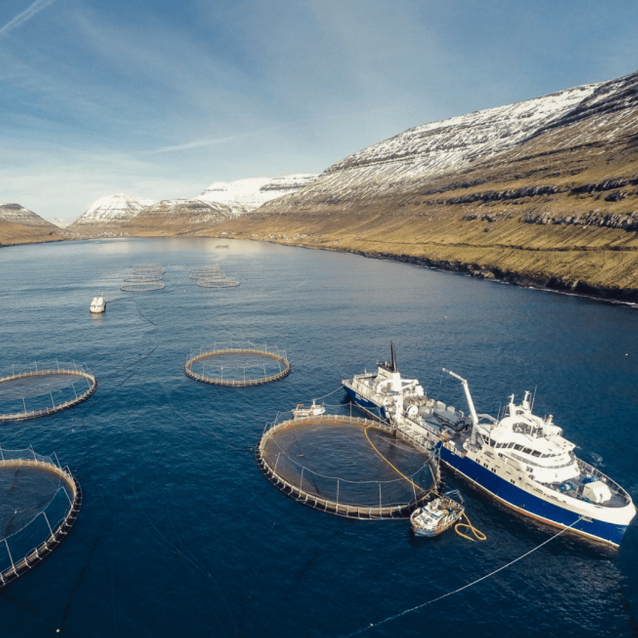 Bakkafrost Atlantic Salmon – SEATOPIA