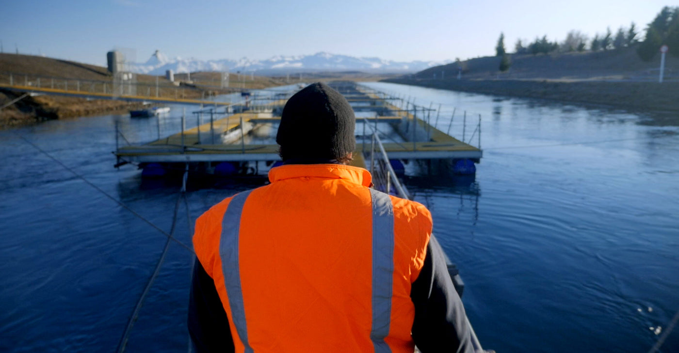 Mt. Cook Alpine King Salmon - New Zealand's Finest – SEATOPIA